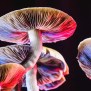 Clinicians Emphasize Harm Reduction When Counseling Patients About The ...