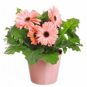 Flowers7 · GitHub