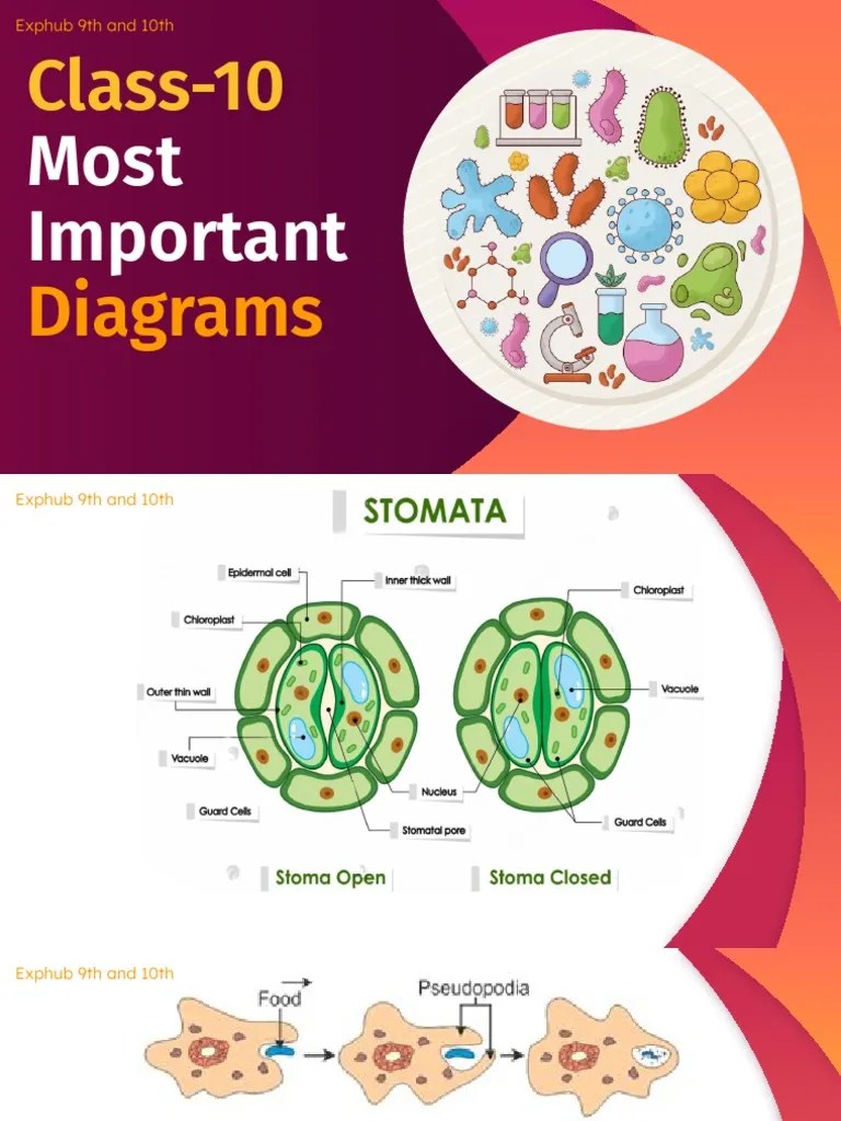 Important Diagrams | PDF