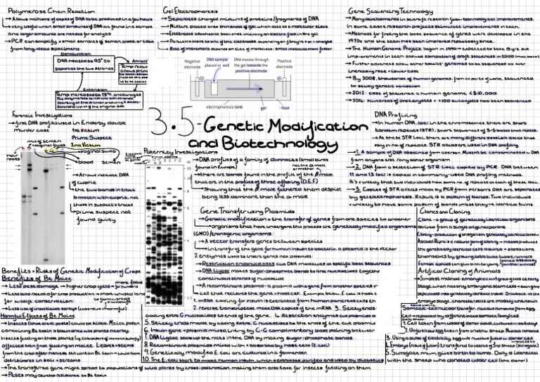 IB SL Biology - Topic 3.5 | PDF | Microsatellite | Polymerase Chain ...