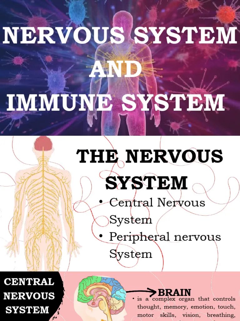 The Nervous System And Immune System | PDF | Immune System | Innate ...