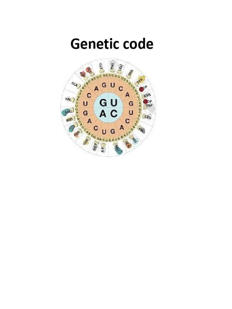 Genetic Code | PDF | Genetic Code | Translation (Biology)