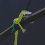 Floppy Lizards - Roblox