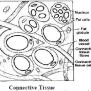 CBSE Class 8 Science Cell And Tissue Notes