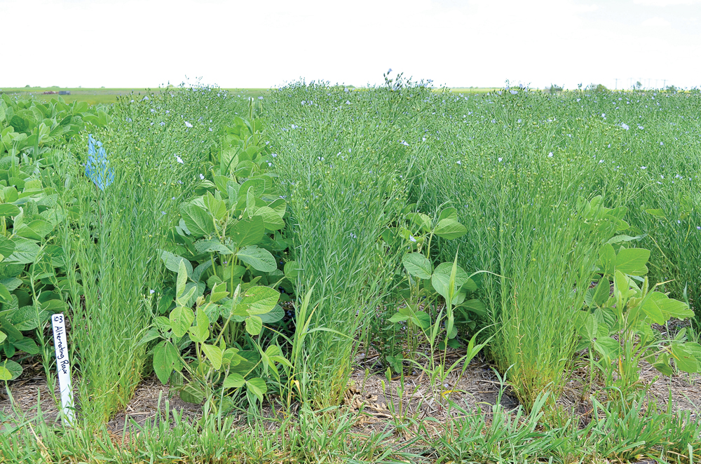 Gardening Tips On Companion Planting Intercropping Crop Rotation gardening-tips-on-companion-planting-intercropping-crop-rotation