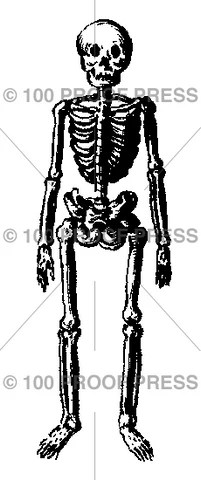 Anatomy Skeletons Page 3 100 Proof Press