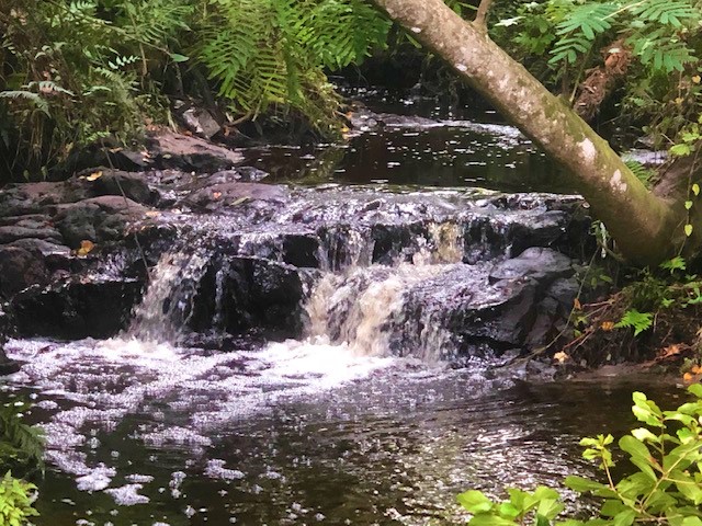 Exploring Bulls Bay Preserve in Jacksonville, Florida with Kids - 5 ...