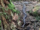 Someone Found A Python While Walking Through A Surrey Park