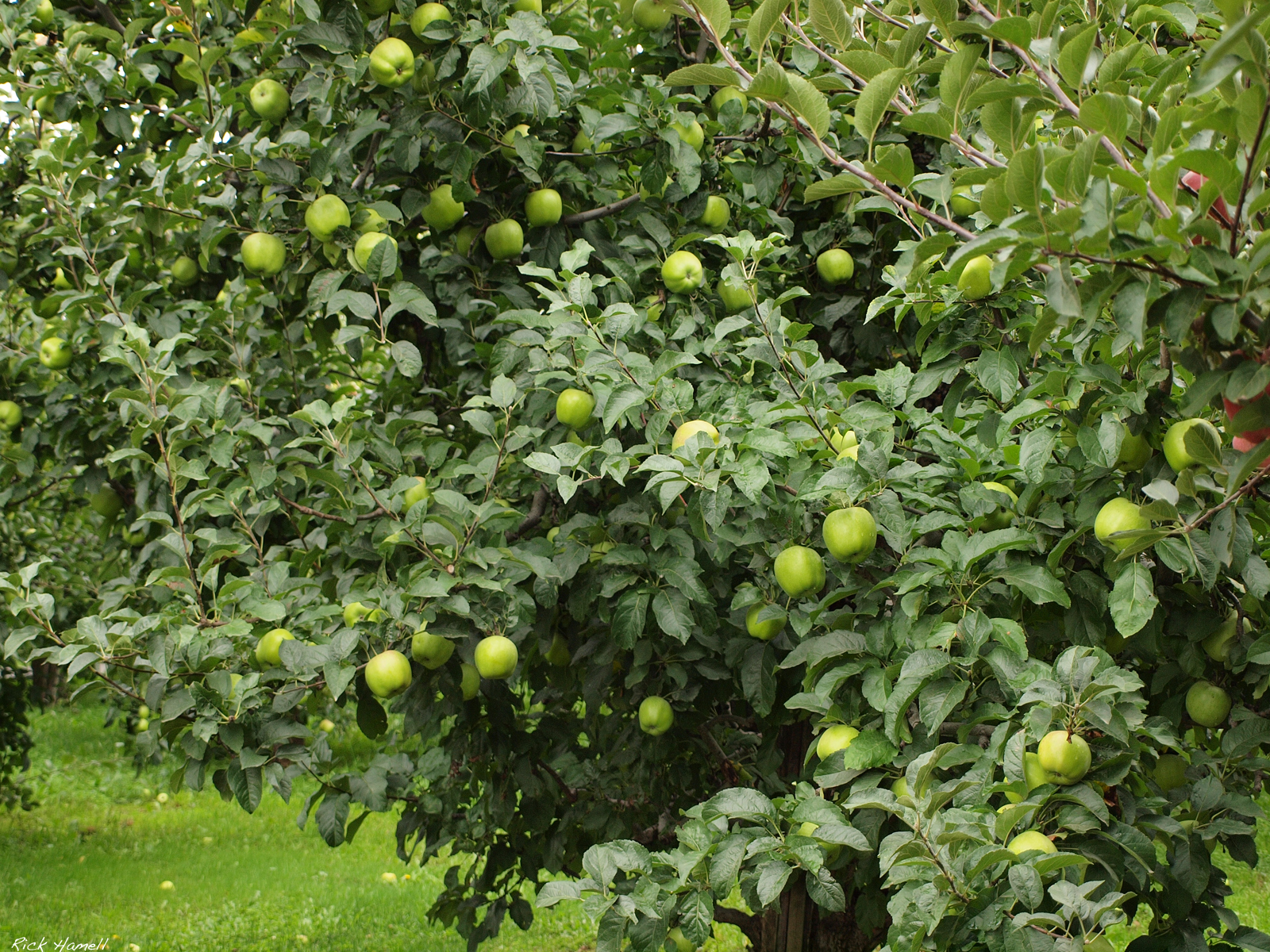 » Hood River, Oregon Fruit Loop Tour