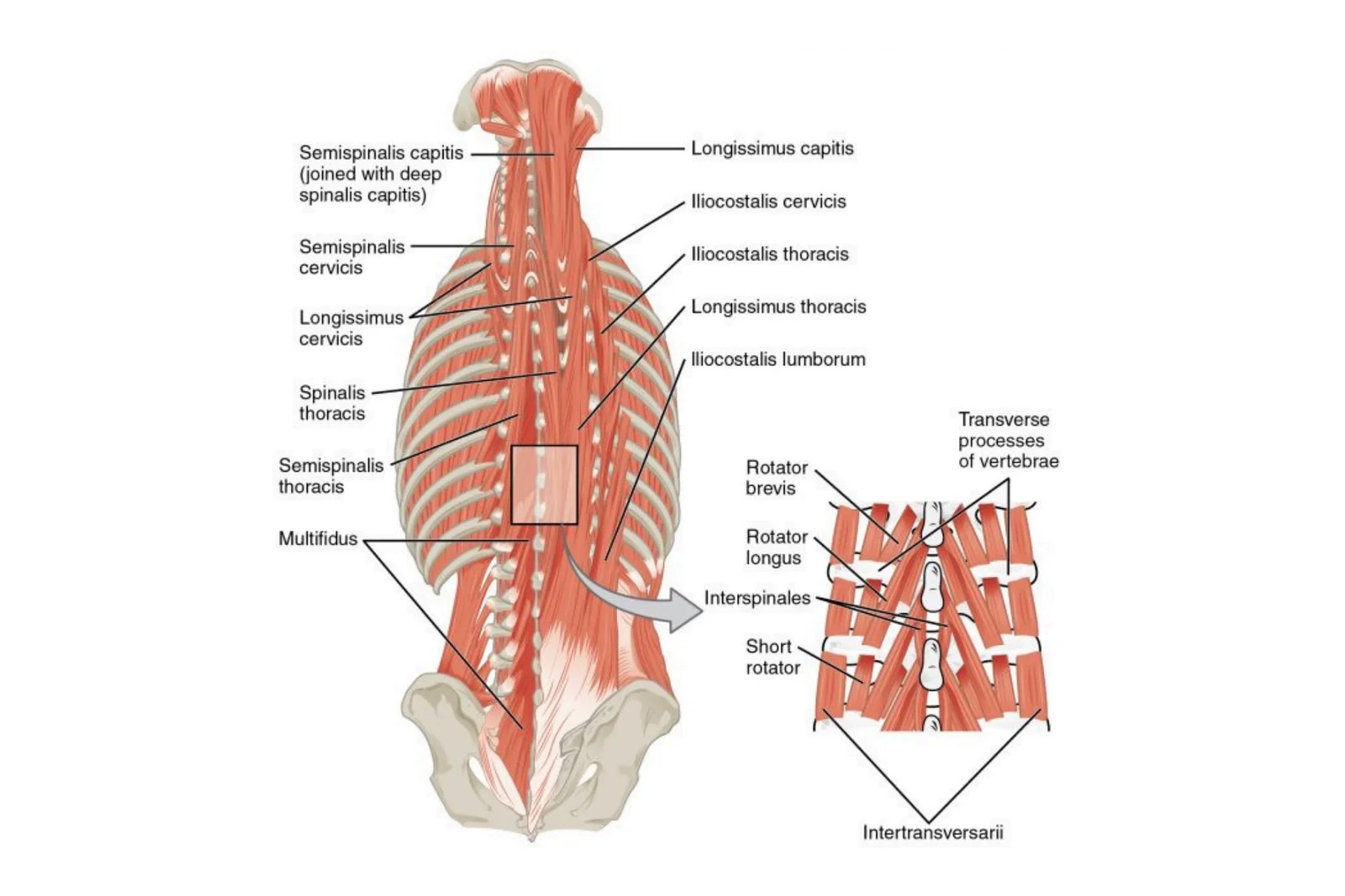 Selän lihakset | Selkälihasten anatomia ja toiminta