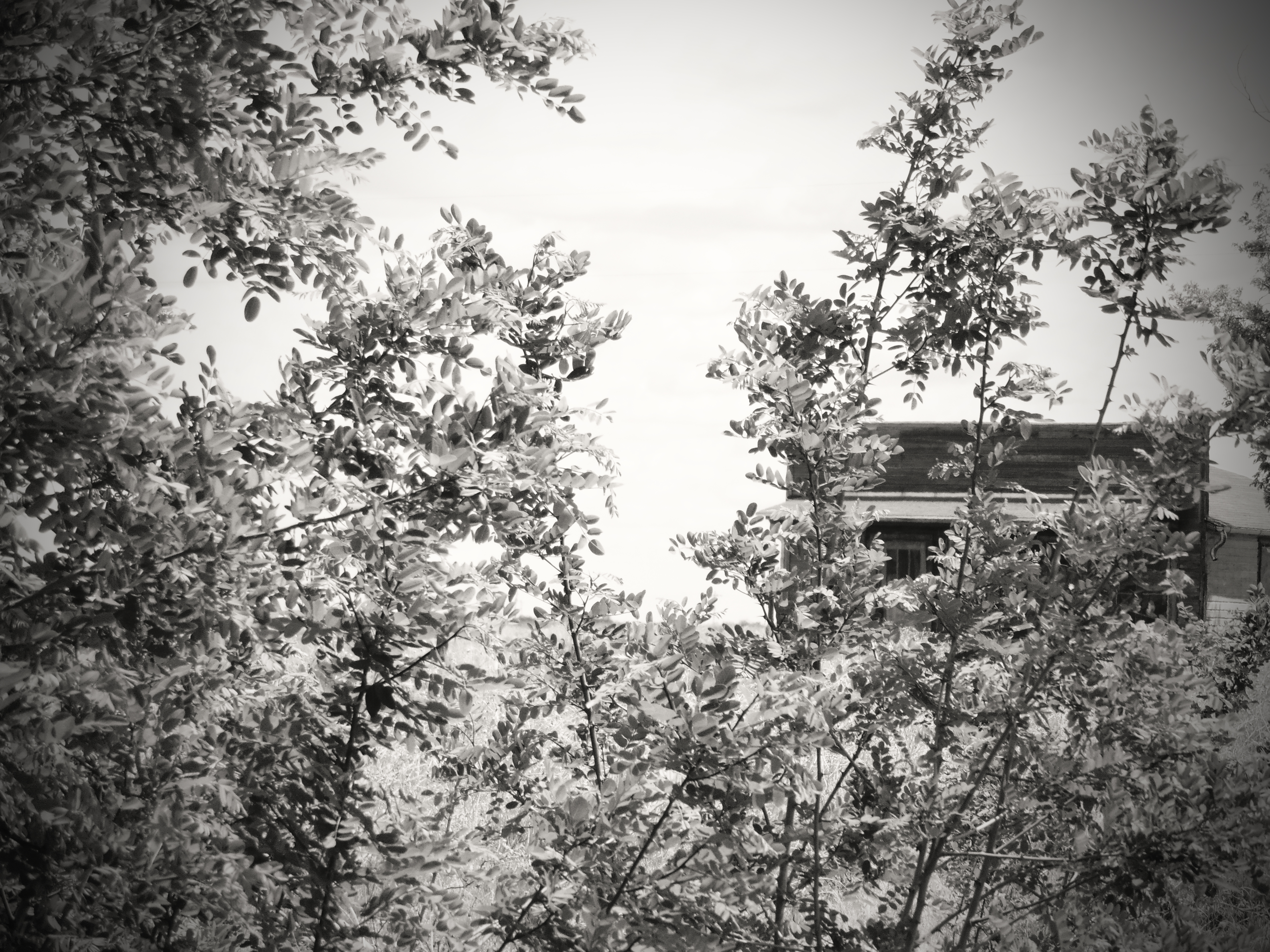 Dearfield, Colorado and Mystery Town, Colorado – Abandoned, Forgotten ...