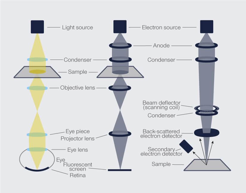 Sem And Tem Microscopes