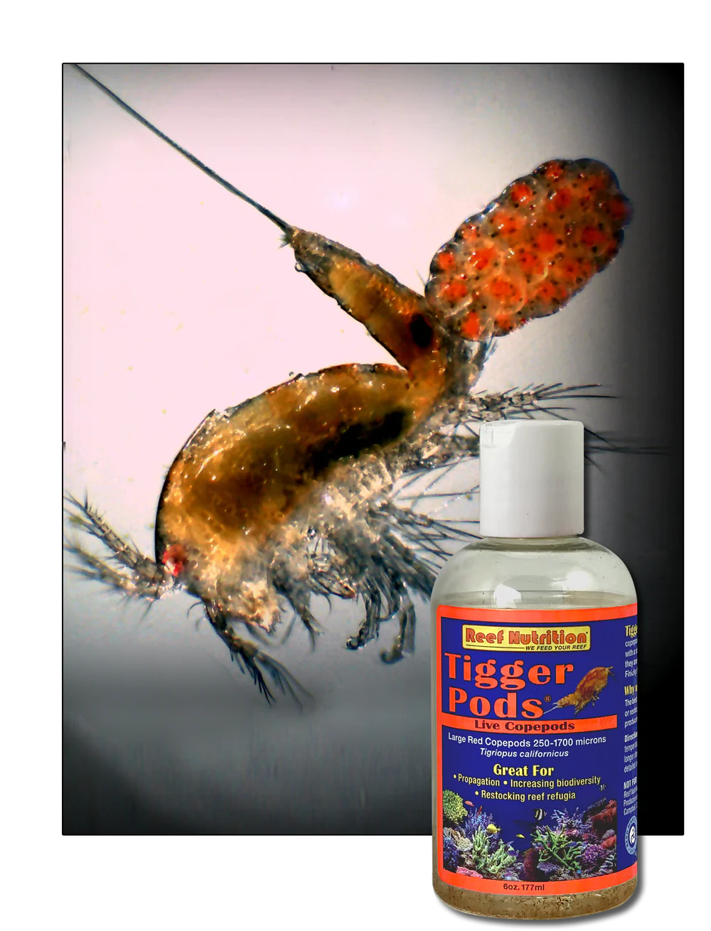 Reef Nutrition TIGGER-PODS – Abc Aqua + inc.