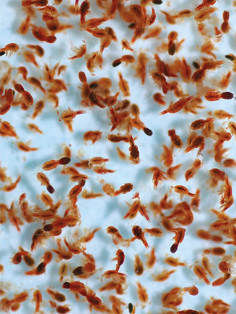 Reef Nutrition TIGGER-PODS – Abc Aqua + inc.