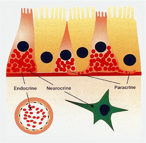 C17FF1.gif | Abdominal Key