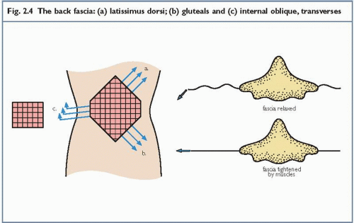 C2-FF4.gif | Abdominal Key