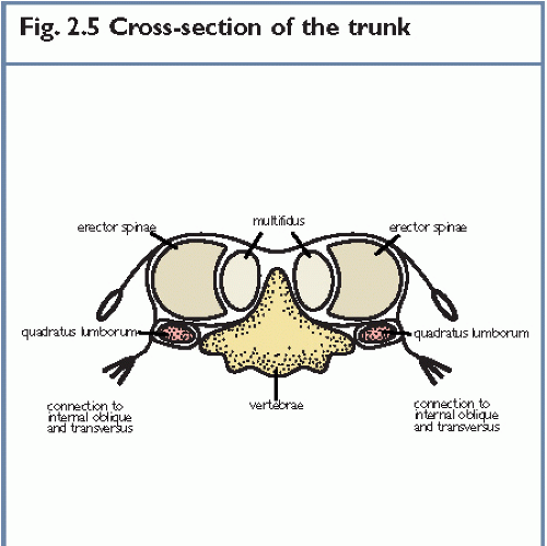 The Trunk Muscles | Abdominal Key