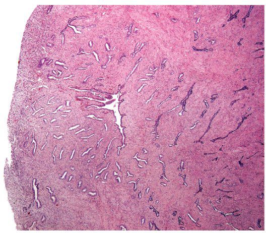 image00554.jpeg | Abdominal Key