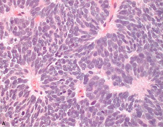 image00615.jpeg | Abdominal Key