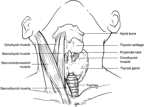 C4-FF3.gif | Abdominal Key