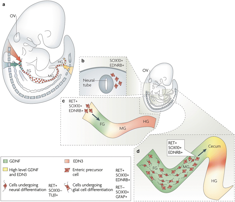 Development of the Enteric Neuromuscular System | Abdominal Key