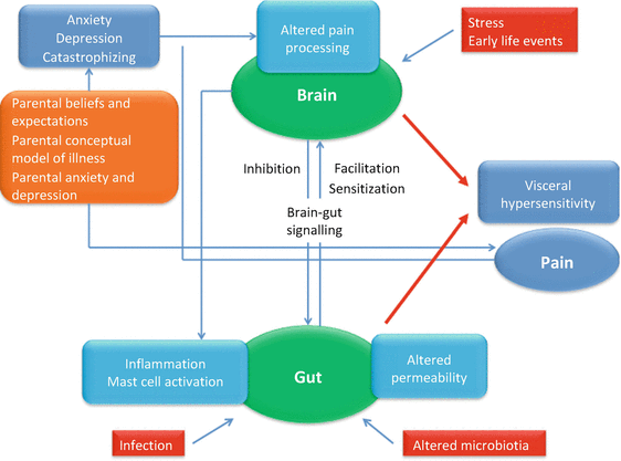 Visceral Sensitivity | Abdominal Key