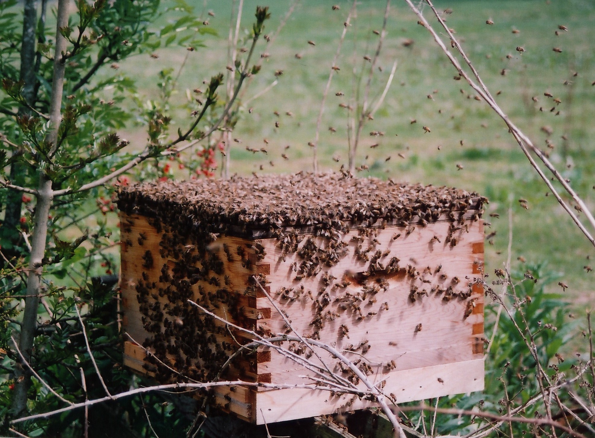 Bees – Aberdeen and District Beekeepers' Association (SCIO)