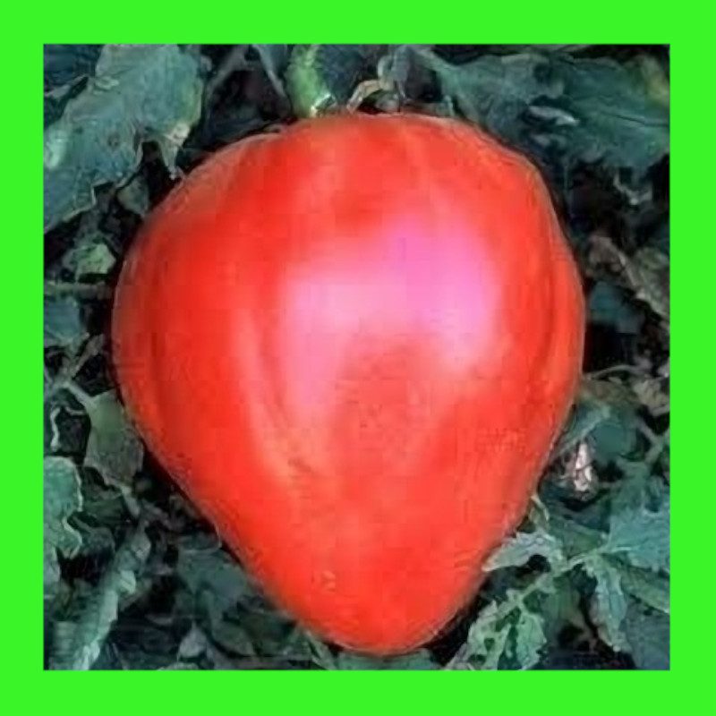 TOMATO-OXHEART-RED - Heritage open pollinated seeds