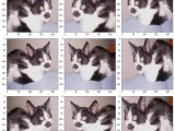 Cat And Dog Classification With Vgg16