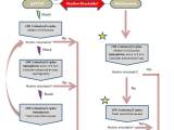Pulseless Ventricular Tachycardia Acls Algorithms