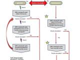 Vfib And Pulseless Vtach Algorithm Acls Algorithm