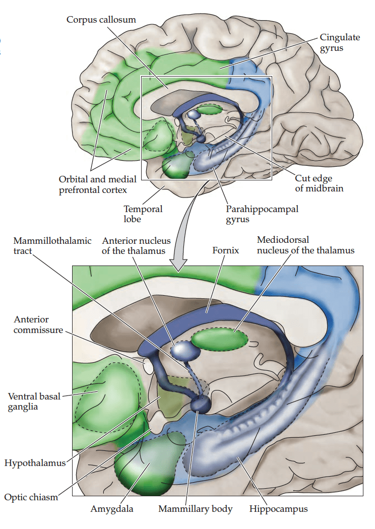 The Limbic System | ADDspeaker