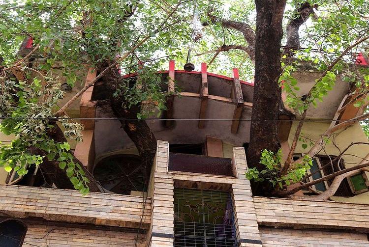 Home constructed around two trees in India [photos] - Afrinik