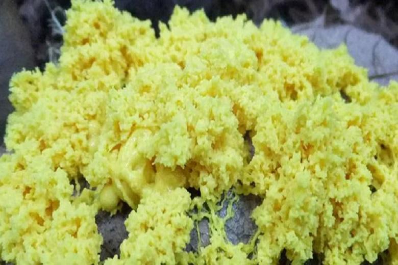 The blob: a mysterious creature with primitive intelligence - Afrinik