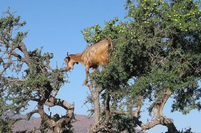 Why do goats climb trees in Morocco? Argania, goat tree – Afrinik