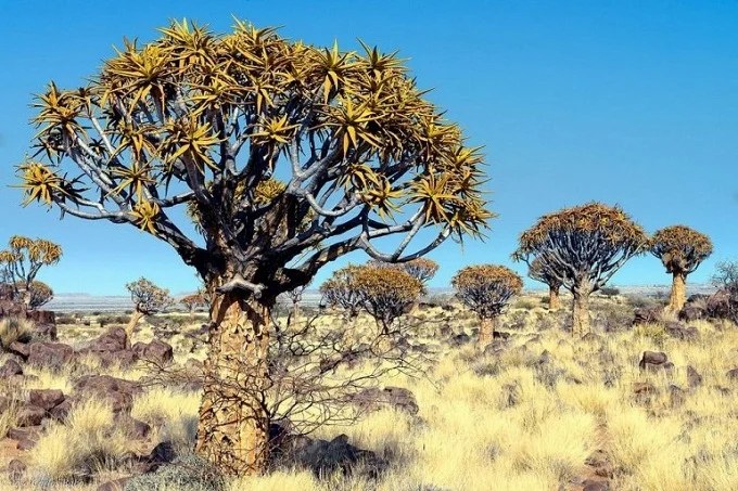 Quiver tree facts: Unique Quiver Forest in Namibia – Afrinik