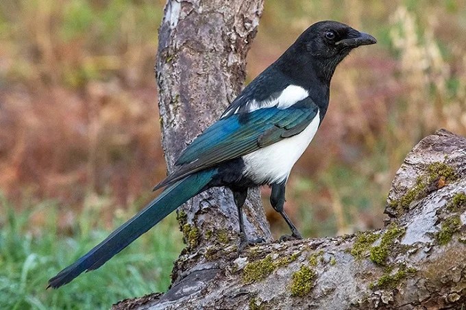 The cursed bird – Afrinik