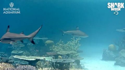 The National Aquarium--Shark Week Celebration | AFRO American Newspapers