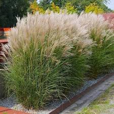 All You Need To Know About Small Ornamental Grasses - Agric4Profits