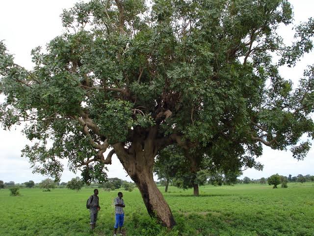 18 Medicinal Health Benefits of Hannoa (Hannoa chlorantha) - Agric4Profits