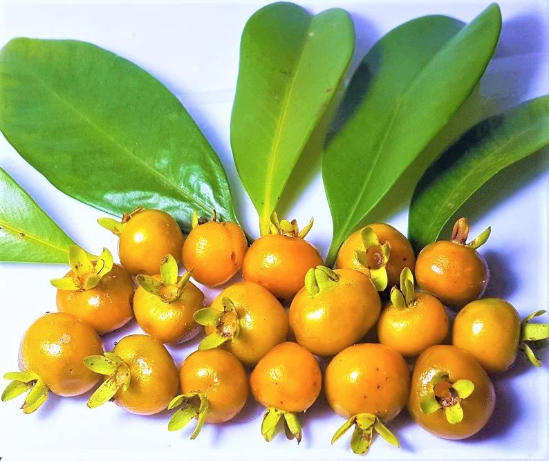 Você já ouviu falar na fruta GRUMIXAMA, que significa “fruta que pega ...