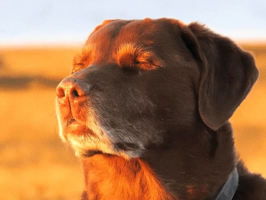 Cooked Dog Closing His Eyes Ai Memes Template