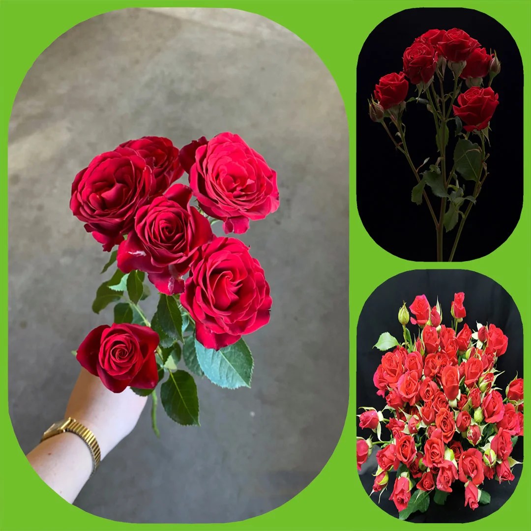 Mirabel - Spray Roses - Aisha Flowers