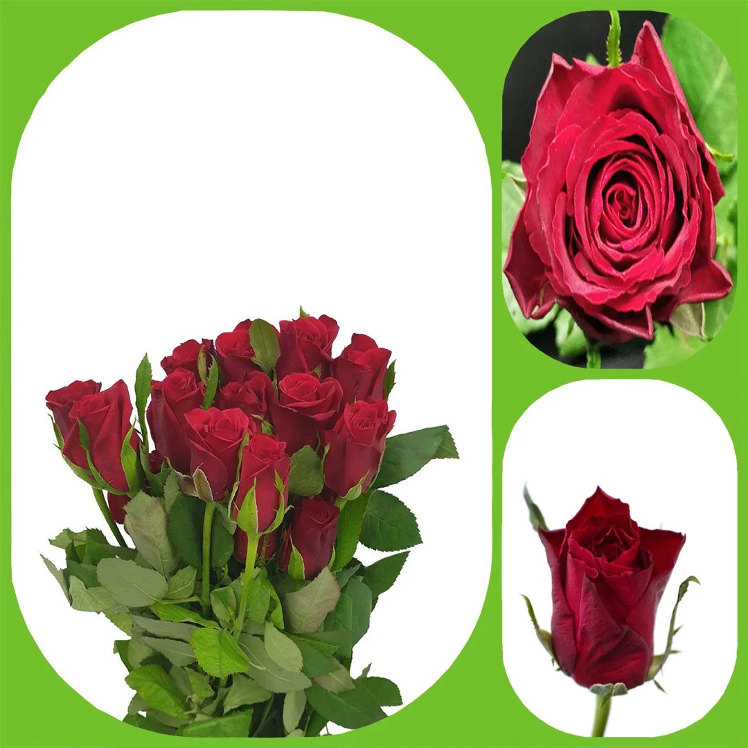 Madam Red - Intermediate Roses - Aisha Flowers