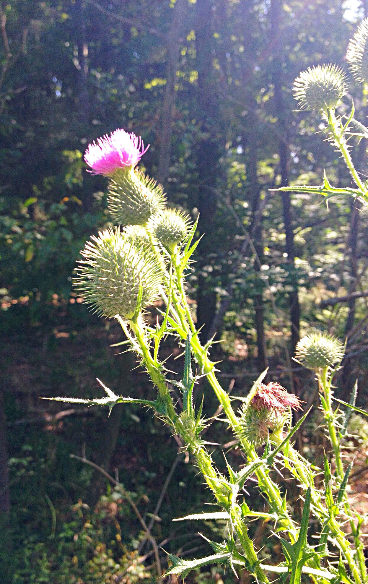 Ohio Wildflowers: The Dog Days of Summer - ajoann.com