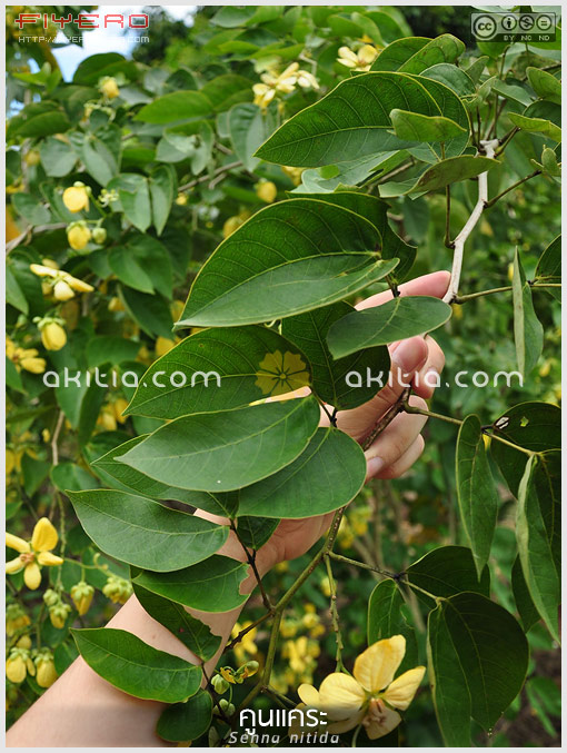 คูนแคระ ~~ Senna nitida – aKitia.Com
