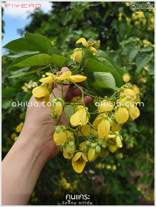 คูนแคระ ~~ Senna nitida – aKitia.Com