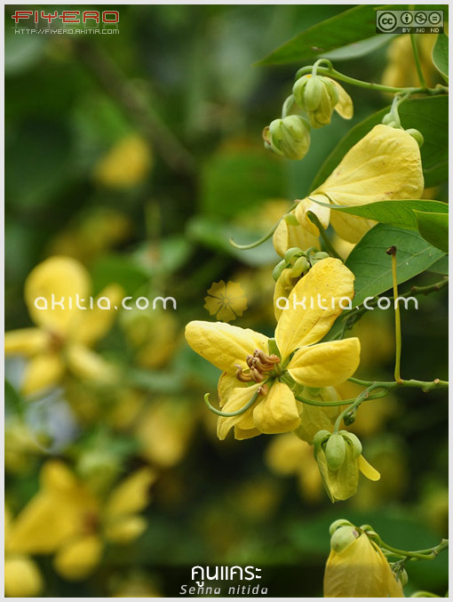 คูนแคระ ~~ Senna nitida – aKitia.Com