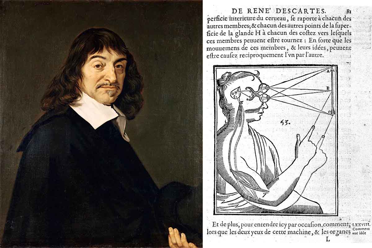 Tenemos cerebro? Corazón? | elnaranjodecutinorangetree