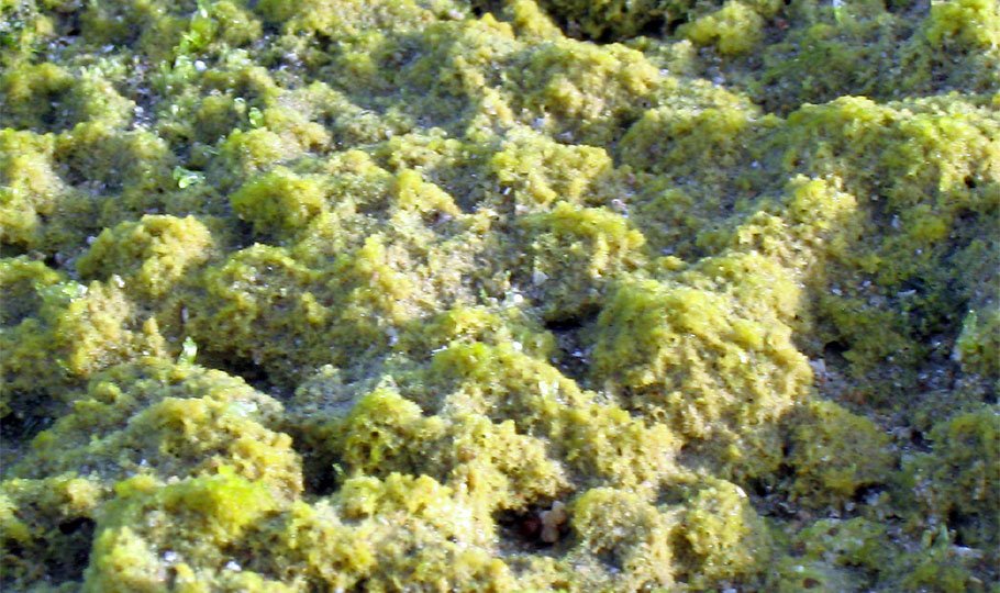 Algae Basics - algaeplanet.com